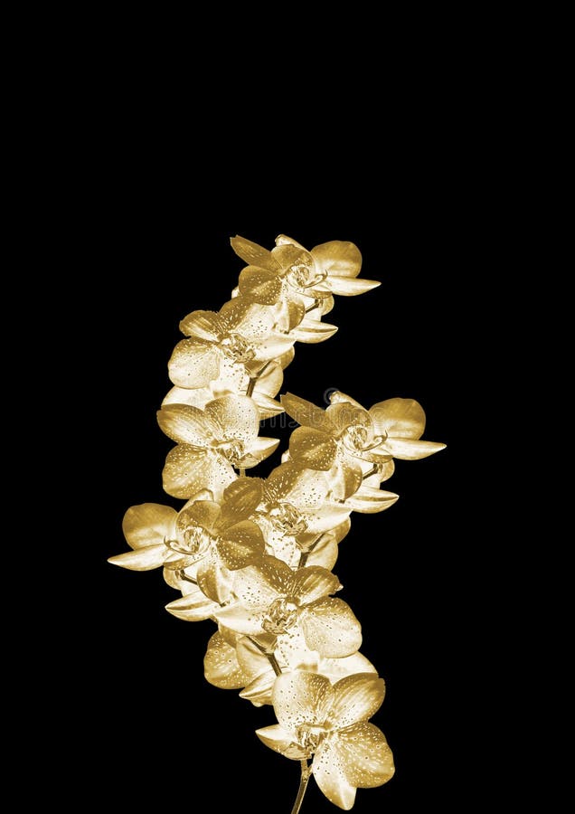 Gold orchid stock photo. Image of roses, tulips, orchid - 96026168