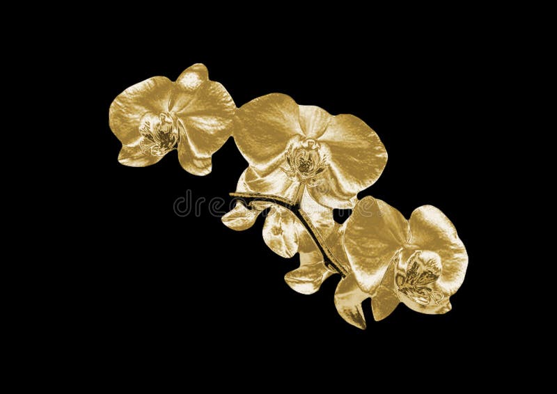Gold orchid stock image. Image of abstraction, flower - 96026107