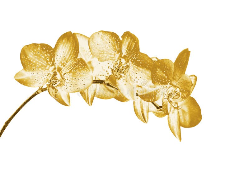 Gold orchid stock photo. Image of rose, bouquet, flora - 96026470