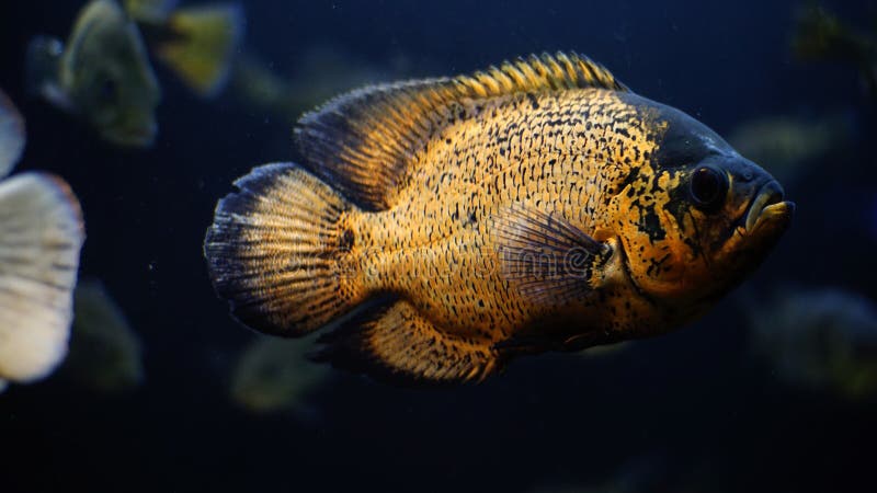 Gold Oscar Fish are Swimming in the Aquarium Stock Photo - Image of ...