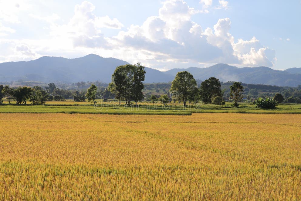 Gold paddy field stock image. Image of blue, rural, landscape - 47387191
