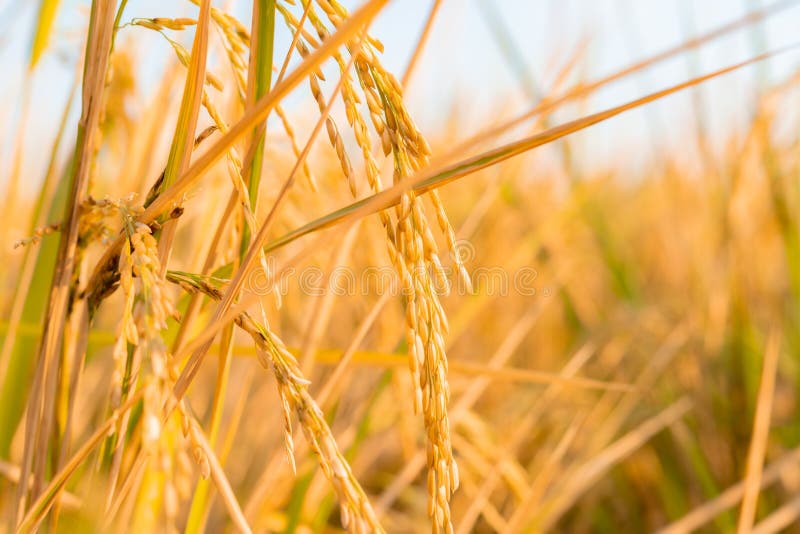 Gold Paddy on the Field in Morning Horizontal Composition Stock Image ...