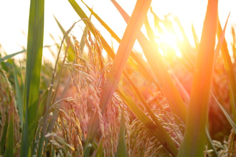 Gold Paddy on Field in the Morning with Sun Flare Horizontal ...