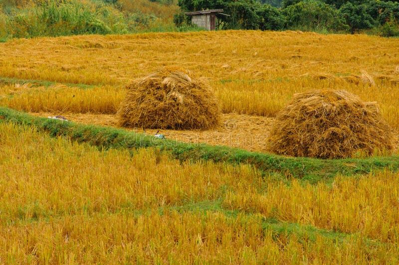 Gold paddy rice stock image. Image of harvest, idyllic - 30180333