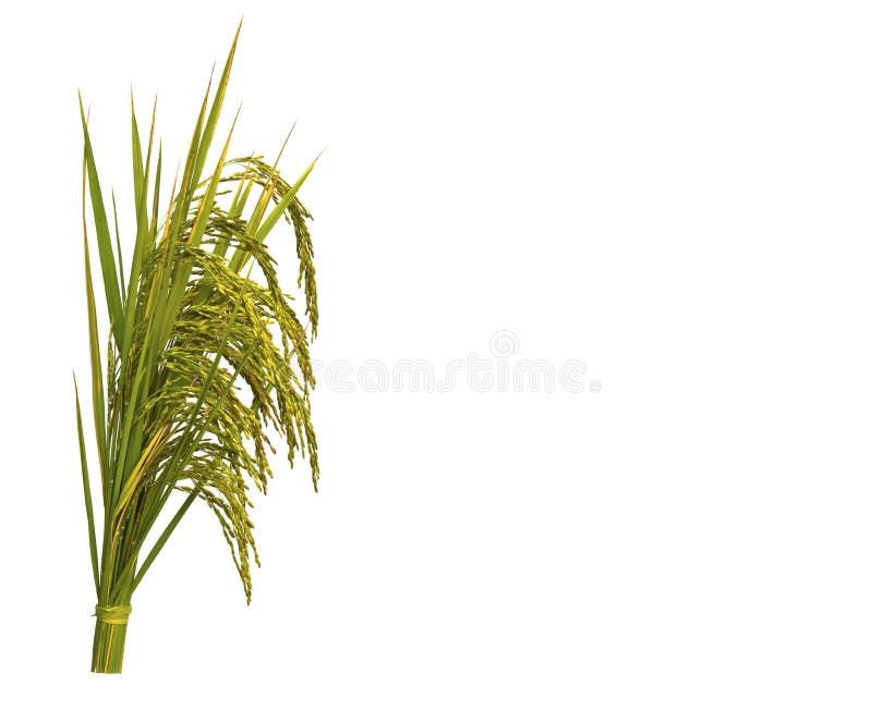 Gold Paddy Rice Grain Pile for Background and Texture. Culture Life ...