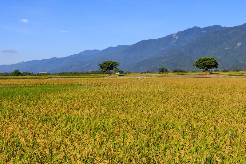 Gold Paddy stock image. Image of food, grain, farmland - 48960335