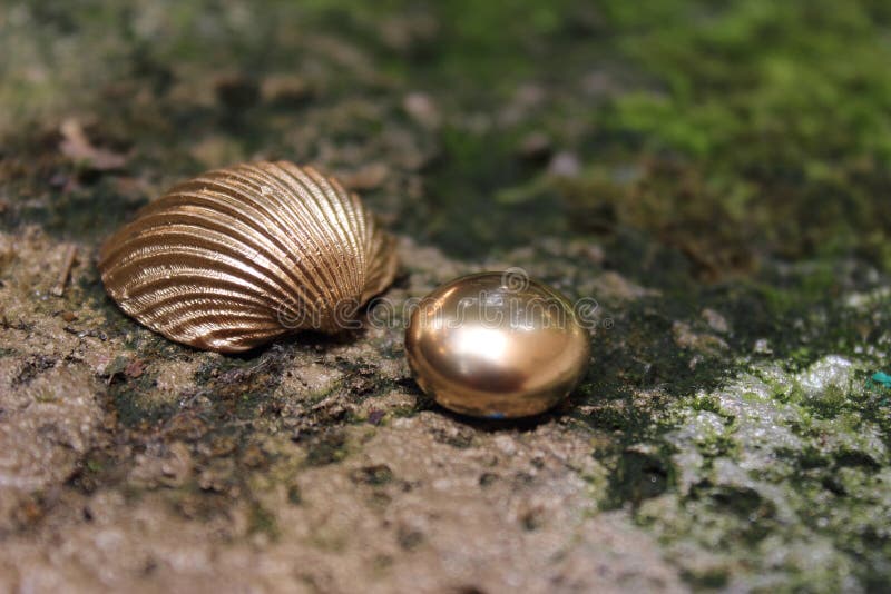 Goldshell and pebbles stock photo. Image of clean, earn - 30284532