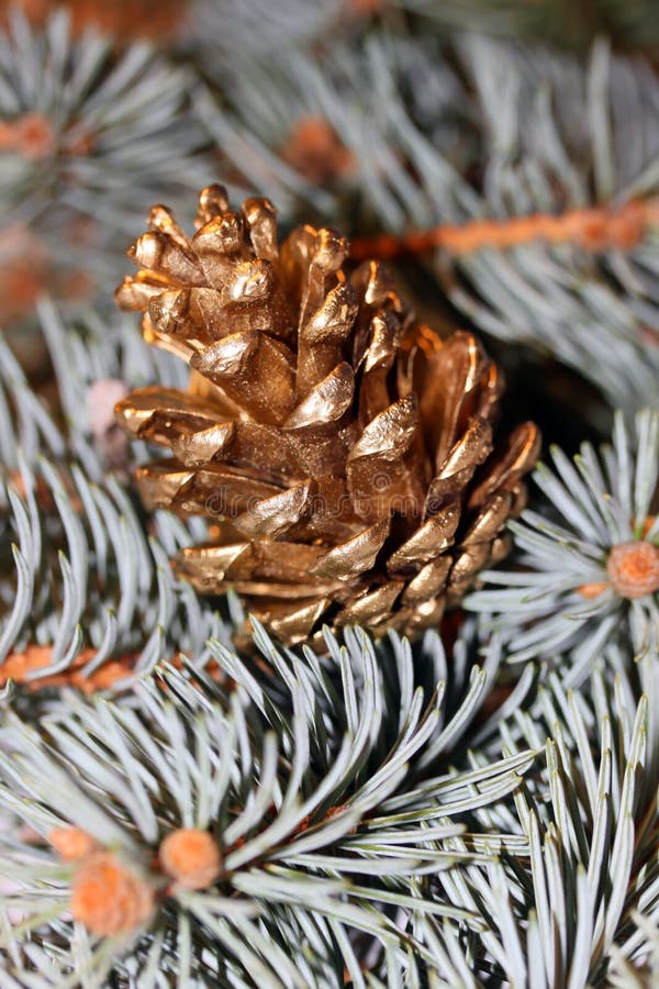 Gold pine cone stock photo. Image of winter, shallow - 17079650