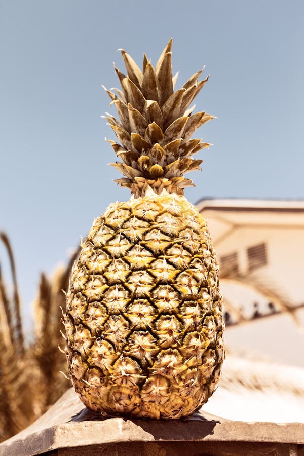 A Gold Pineapple Fruit on a Sky Background Stock Image - Image of angle ...