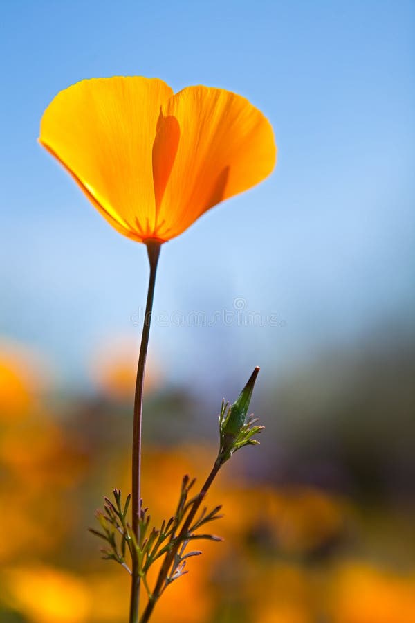 Gold Poppies stock image. Image of plants, peak, sonoran - 7616711