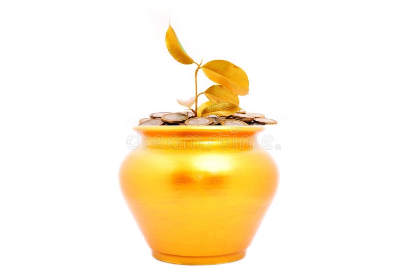 Gold Pot With A Young Plant Stock Photo - Image of gold, grow: 12253614