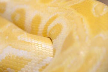 366 Gold Snakeskin Texture Stock Photos - Free & Royalty-Free Stock ...