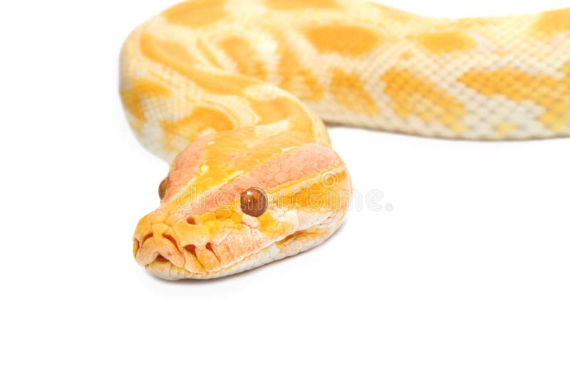 Gold Python,Abino snake stock photo. Image of crawling - 27132078
