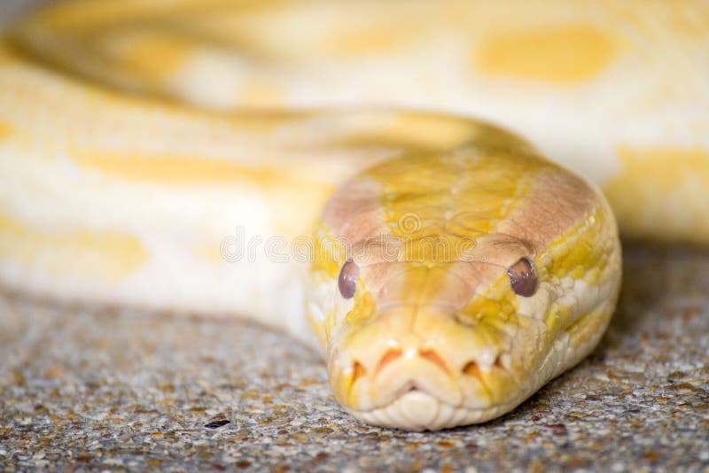 Gold python stock image. Image of twist, python, mutant - 35135279