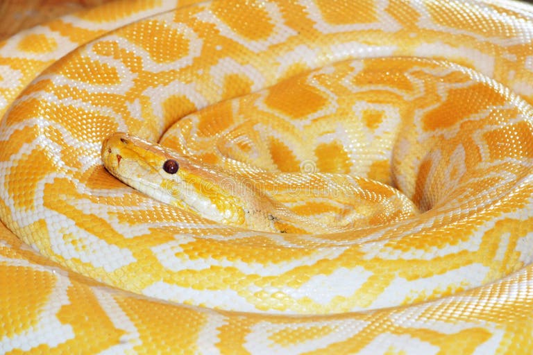 Gold python stock image. Image of twist, python, mutant - 35135279