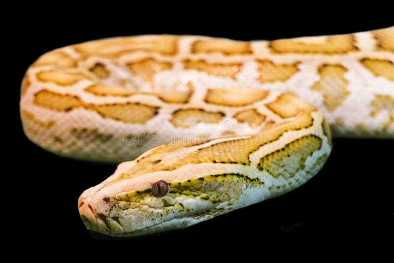 Gold Python, Reticulated Python Reticulatus Stock Image - Image of ... Gold Python, Reticulated Python Reticulatus Stock Image - Image of ...