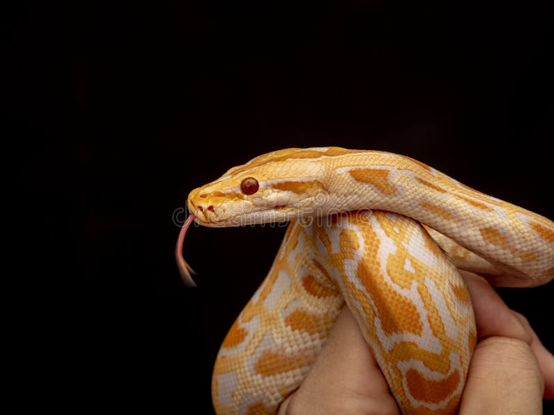 Gold Python, Reticulated Python Python Reticulatus Stock Photo - Image ... Gold Python, Reticulated Python Python Reticulatus Stock Photo - Image ...