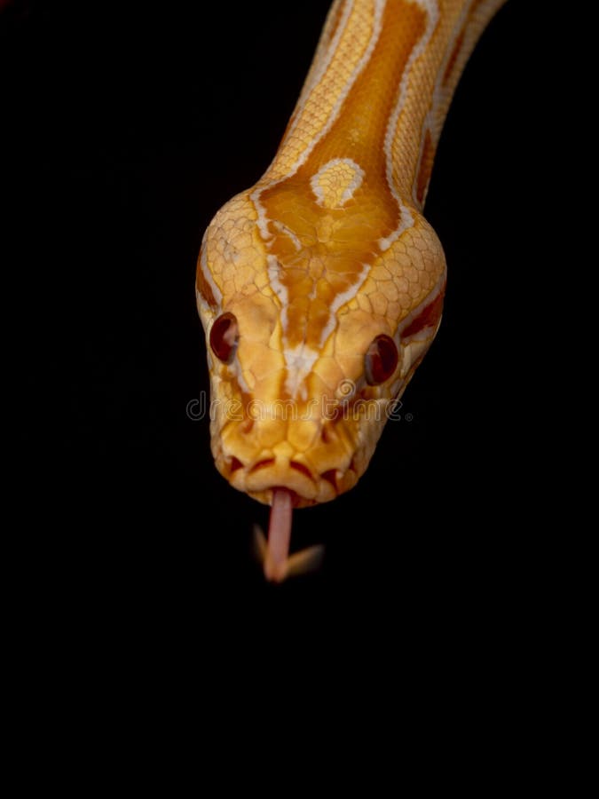 Gold Python, Reticulated Python Python Reticulatus Stock Image - Image ...