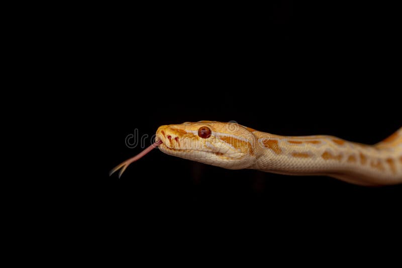 Gold Python, Reticulated Python Python Reticulatus Stock Image - Image of animals, rock: 213642729
