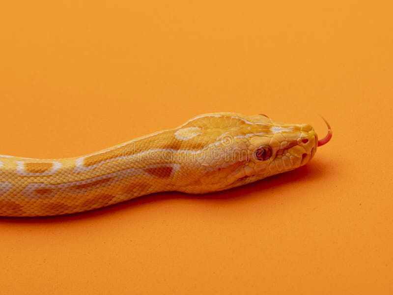 Gold Python, Reticulated Python Python Reticulatus Stock Photo - Image ... Gold Python, Reticulated Python Python Reticulatus Stock Photo - Image ...