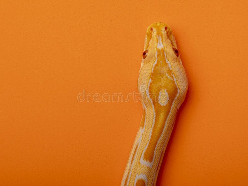 Gold Python, Reticulated Python Python Reticulatus Stock Image - Image ... Gold Python, Reticulated Python Python Reticulatus Stock Image - Image ...