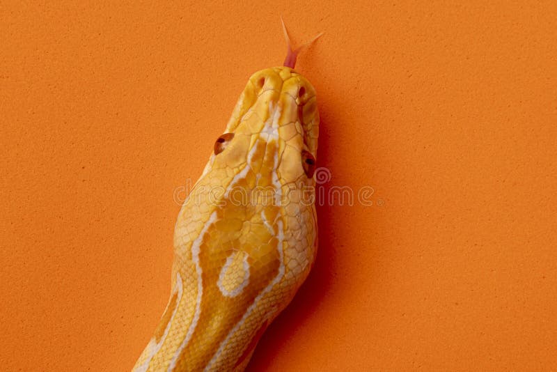 Gold Python, Reticulated Python Python Reticulatus Stock Image - Image ... Gold Python, Reticulated Python Python Reticulatus Stock Image - Image ...