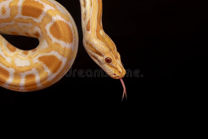Gold python stock photo. Image of snake, animal, serpent - 79736016