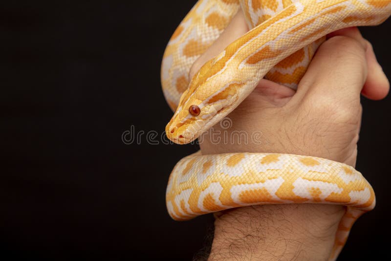 Gold Python, Reticulated Python Python Reticulatus Stock Image - Image ...