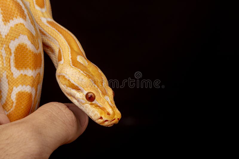 Gold Python, Reticulated Python Python Reticulatus Stock Image - Image ...