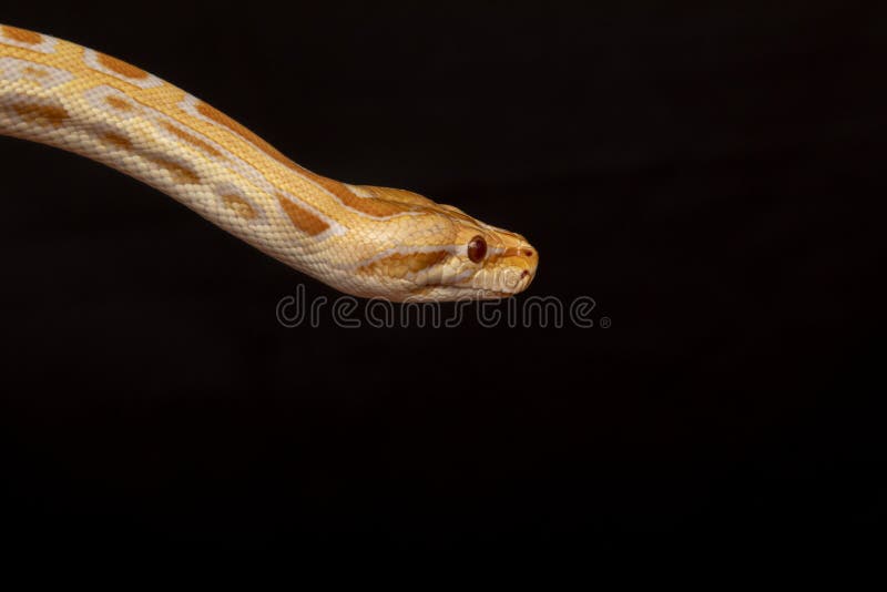 Gold Python, Reticulated Python Python Reticulatus Stock Photo - Image ...