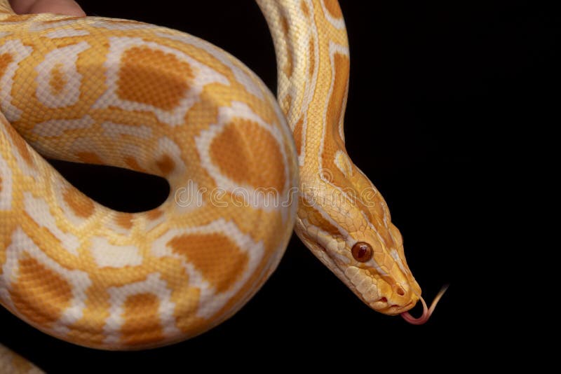 Gold python stock photo. Image of snake, animal, serpent - 79736016
