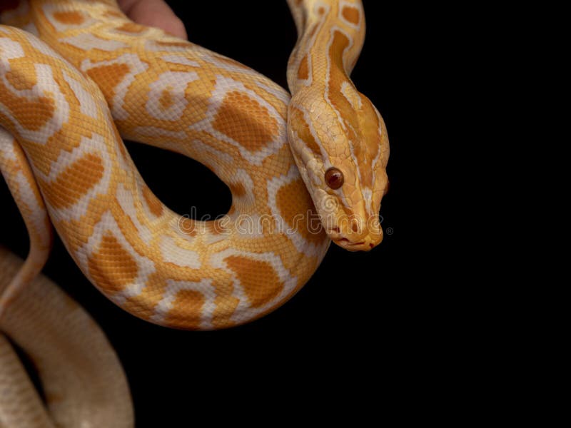 Gold Python, Reticulated Python Python Reticulatus Stock Image - Image ...
