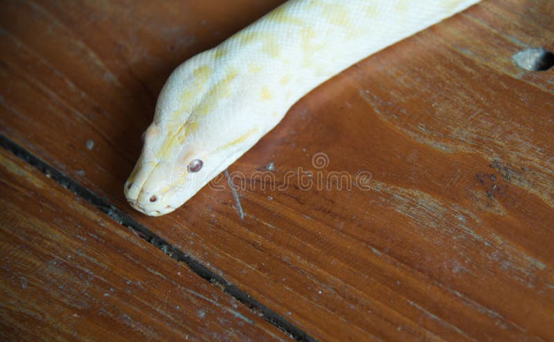 Gold Python Snake Head on Wooden Floor Stock Image - Image of python ...
