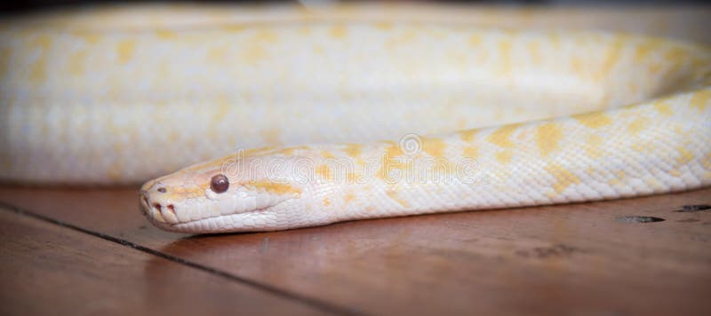 Gold Python Snake Head Wooden Floor Photos - Free & Royalty-Free Stock ...