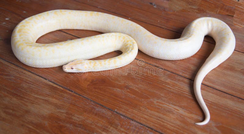Gold Python Snake on Wooden Floor Stock Photo - Image of colorful ...