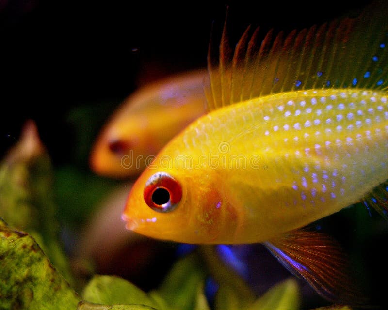 Gold Ram Picture. Image: 87379304