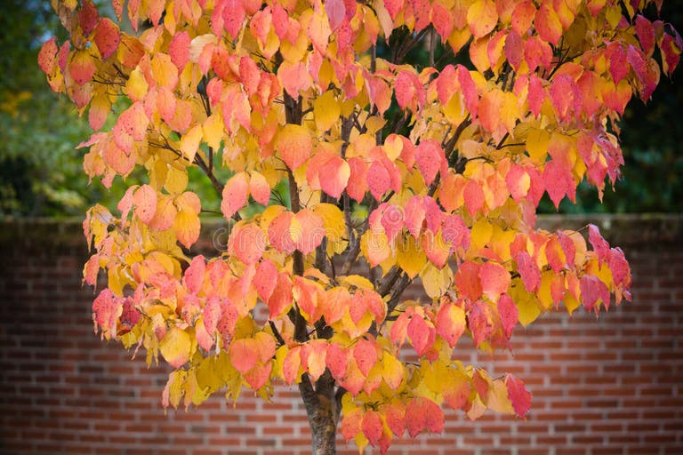 524 Gold Elm Leaf Stock Photos - Free & Royalty-Free Stock Photos from ...