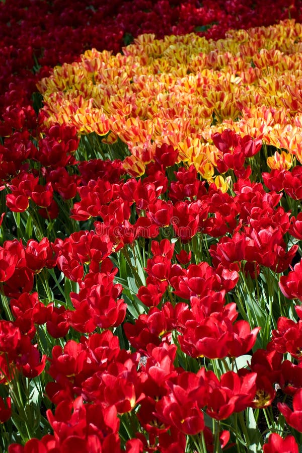 Gold and red Tulip stock photo. Image of fields, leafs - 5182880
