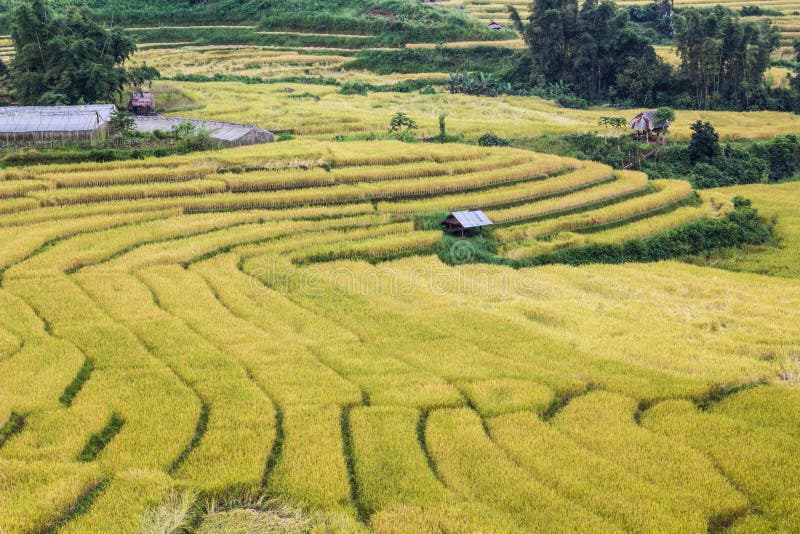 Gold rice stock photo. Image of plant, grow, close, economy - 27151914