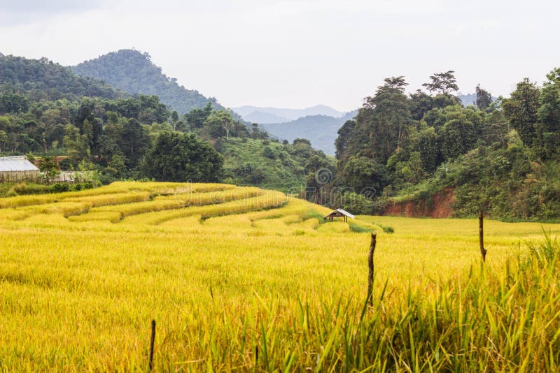 Gold rice stock photo. Image of background, close, grass - 27151952