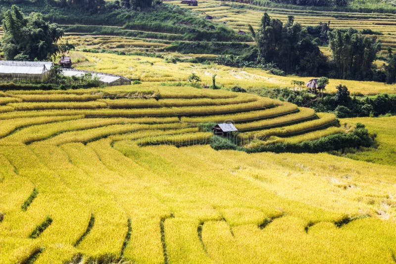 Gold rice stock photo. Image of mountain, asian, green - 27561196