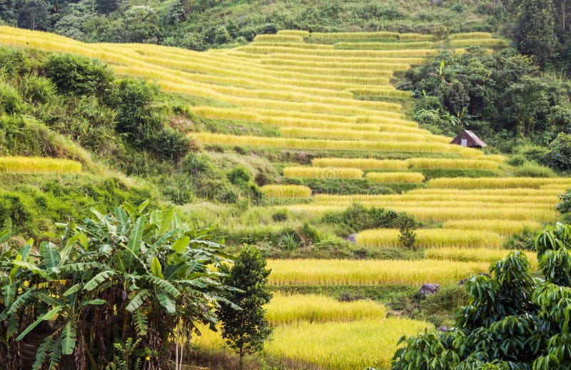 Gold rice stock photo. Image of mountain, asian, green - 27561196