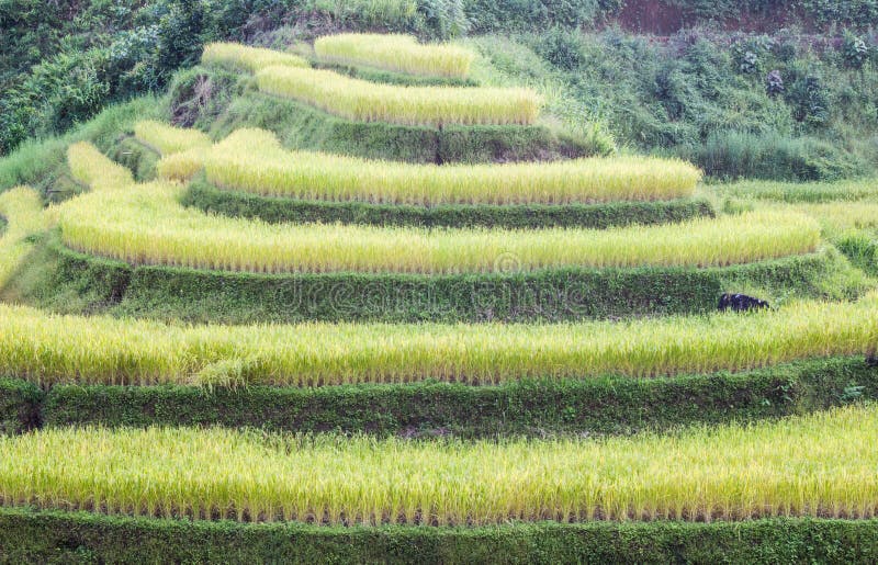 Gold rice stock photo. Image of environment, cultivate - 27175940