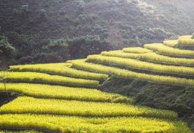 Gold rice stock photo. Image of agriculture, crop, brown - 27211104