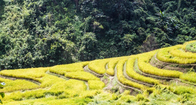Gold rice stock photo. Image of close, plant, advertising - 27211136
