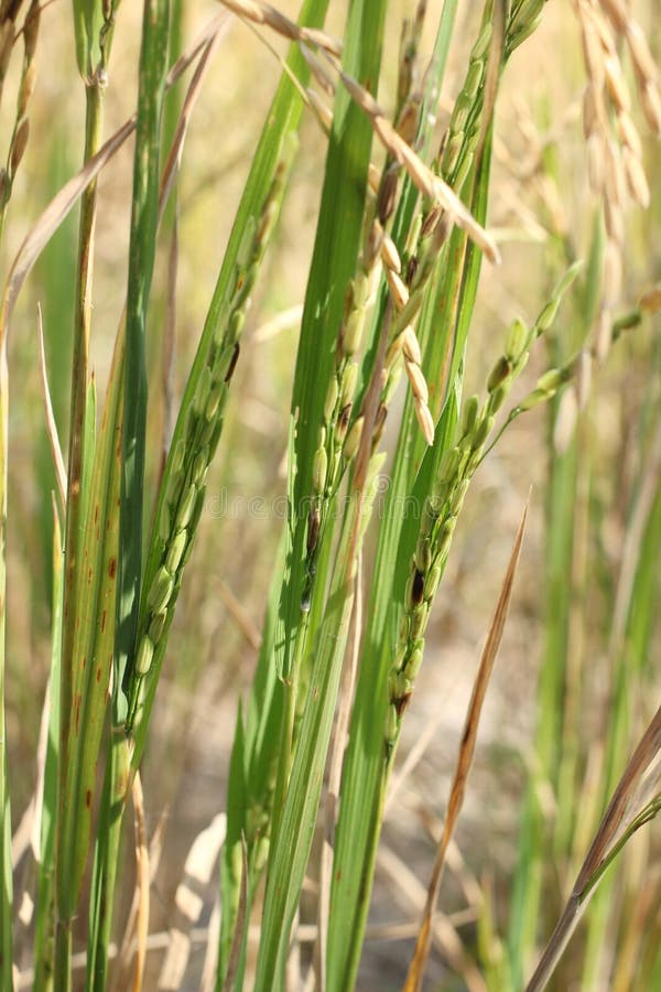 Gold rice field stock image. Image of harvest, asia, landscape - 36876101