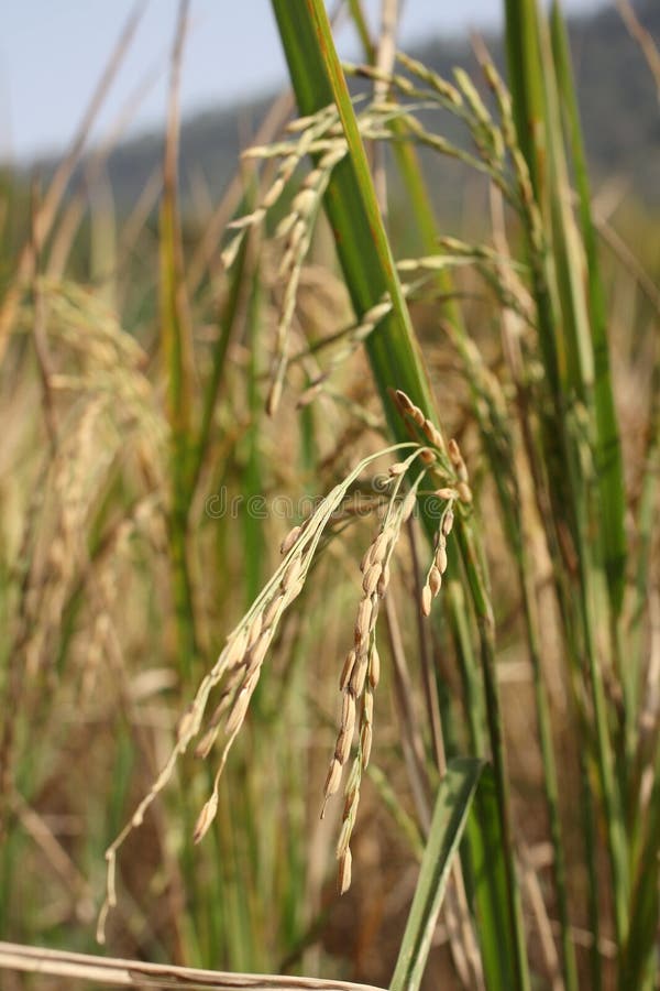 Gold rice field stock photo. Image of beautiful, plant - 36967064