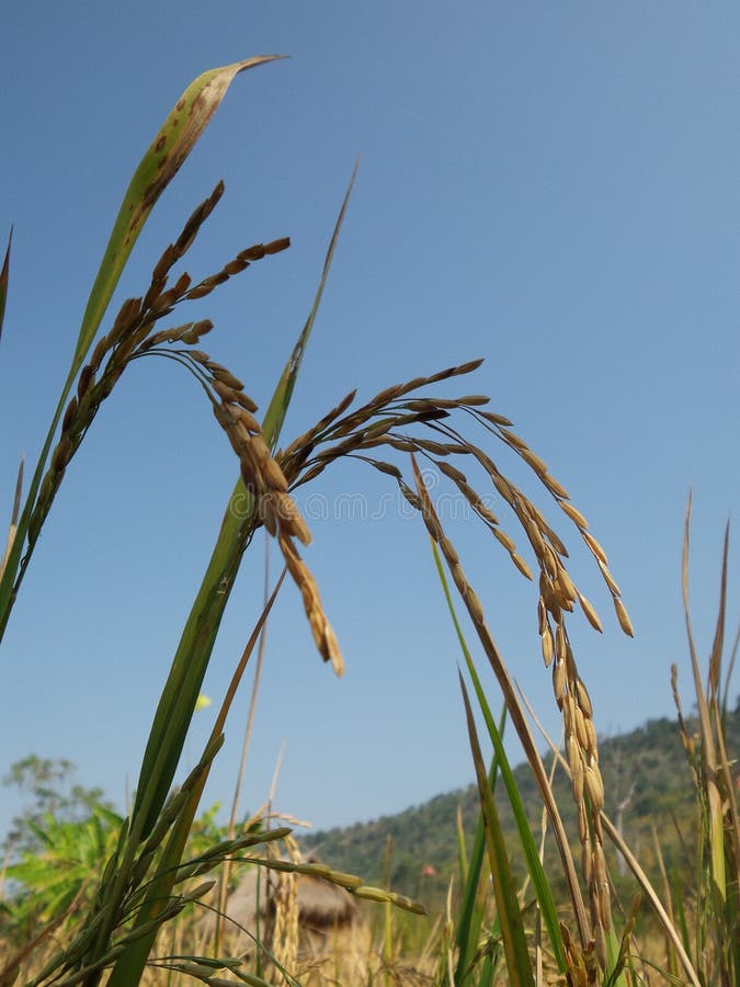 Gold rice stock image. Image of crop, farmland, closeup - 36969177