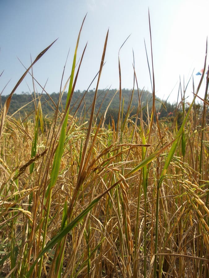 Gold rice stock image. Image of closeup, paddy, autumn - 37494239