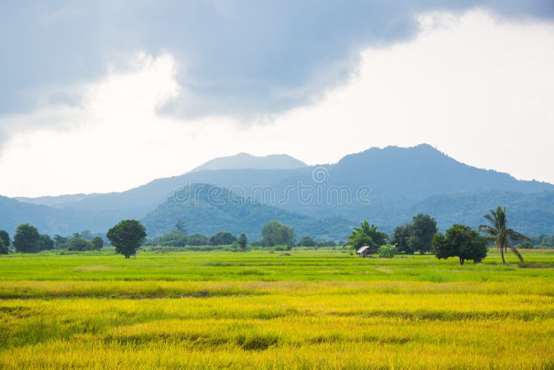 Gold Rice Field with the Blue Sky. Stock Image - Image of meadow, rice ...